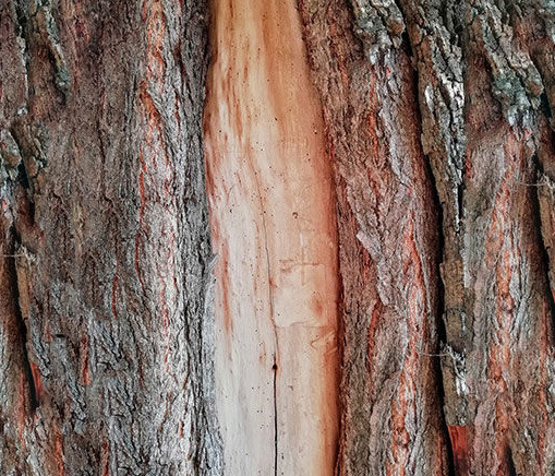 How to Cover & Protect Young Trees in Winter | Gladwin County Record ...