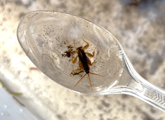 Citizen scientists test Cedar River water quality | Gladwin County ...