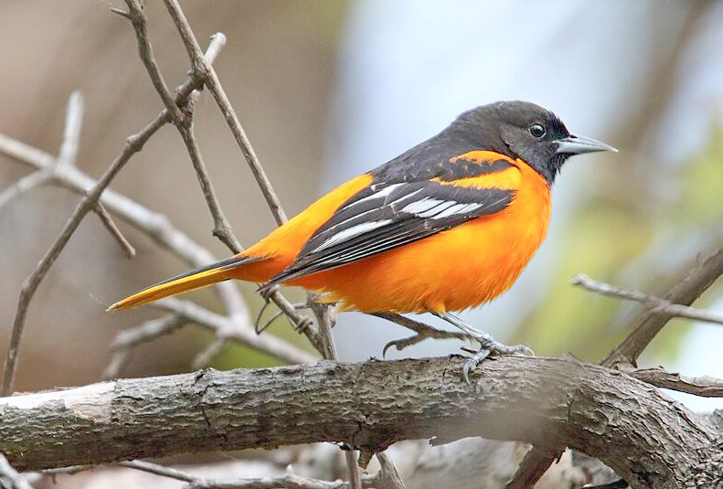 Wandering with the Birds | Gladwin County Record & Beaverton Clarion