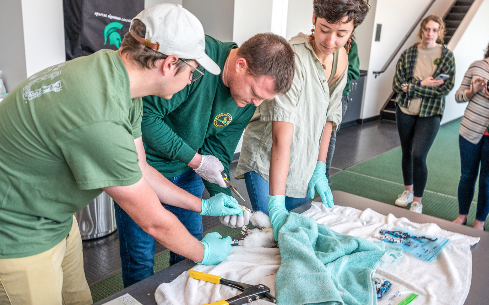 MSU bands peregrine falcon chicks to track while saving their species ...