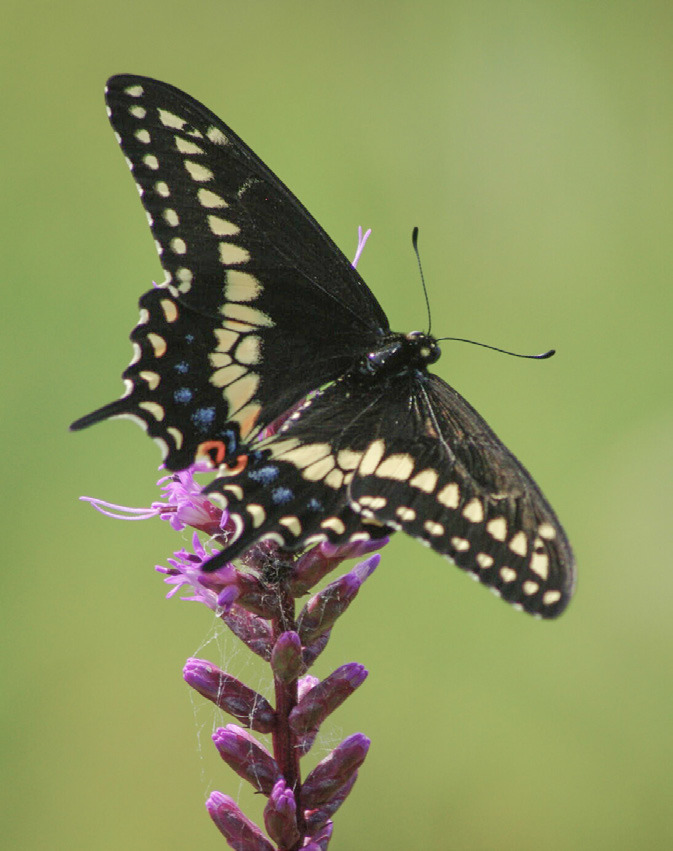 Butterflies race for state insect status | Gladwin County Record ...