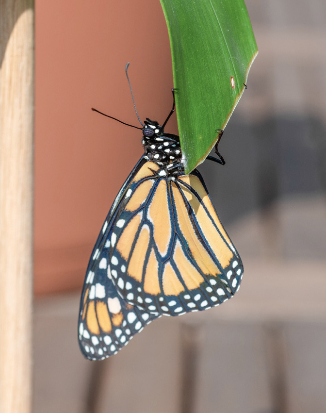 Butterflies race for state insect status | Gladwin County Record ...