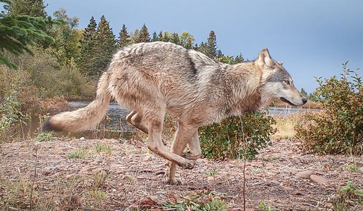 Wolves hit Isle Royale camps in search of food | Gladwin County Record ...