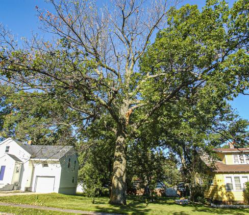 Keep oak trees healthy by helping prevent oak wilt disease | Gladwin ...
